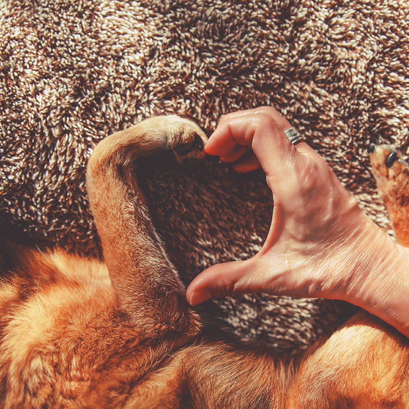 When It's Time - Whispering Willow Home Euthanasia
